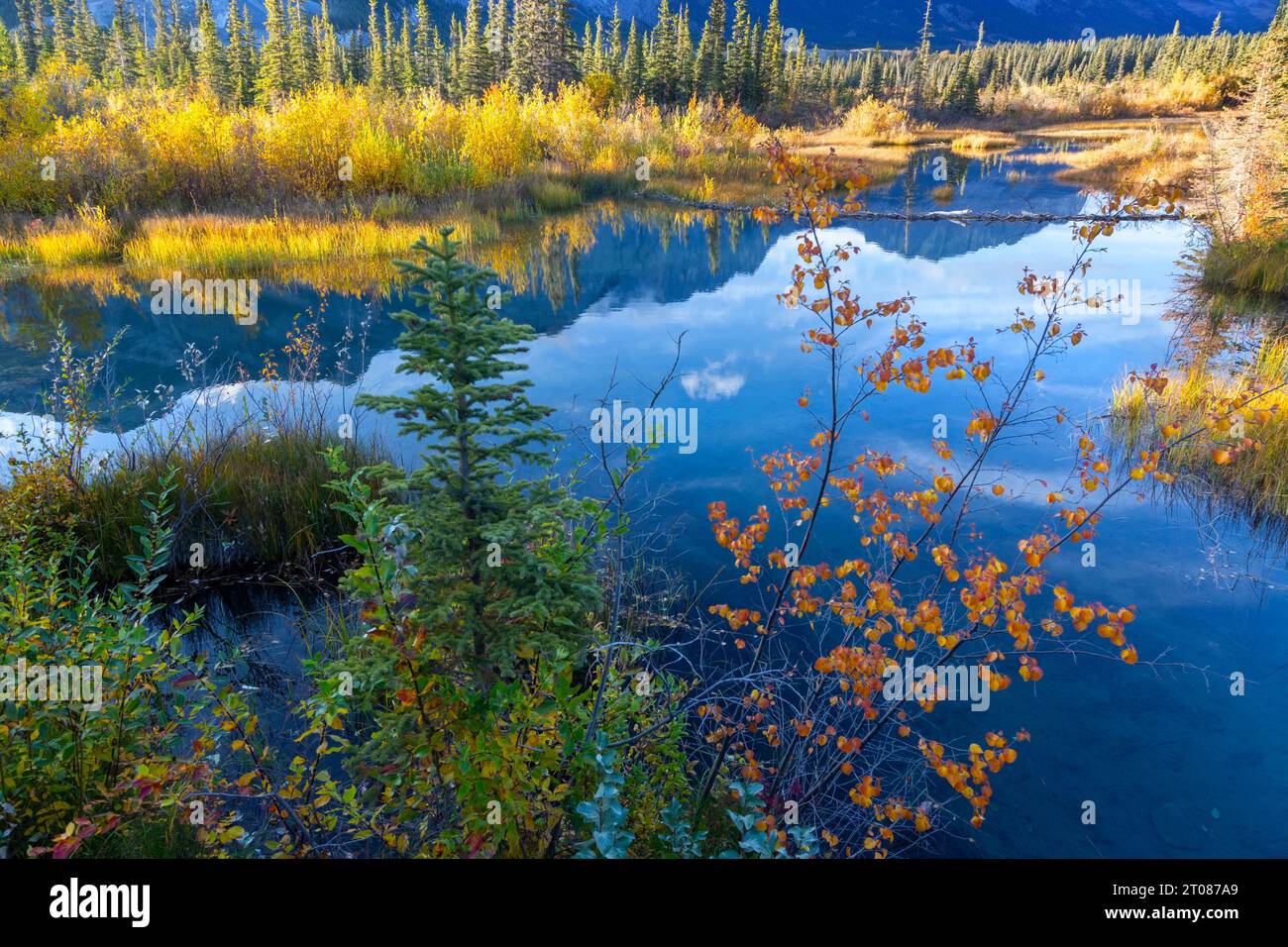 Scenic Autumn Vibrant Colours Detail, Bow Valley Provincial Park ...