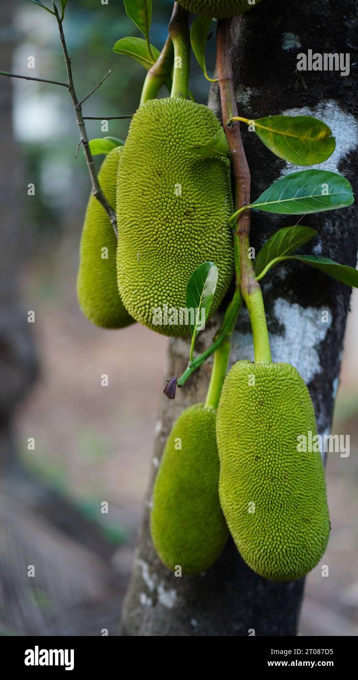 Health benefits of jackfruit hi-res stock photography and images - Alamy