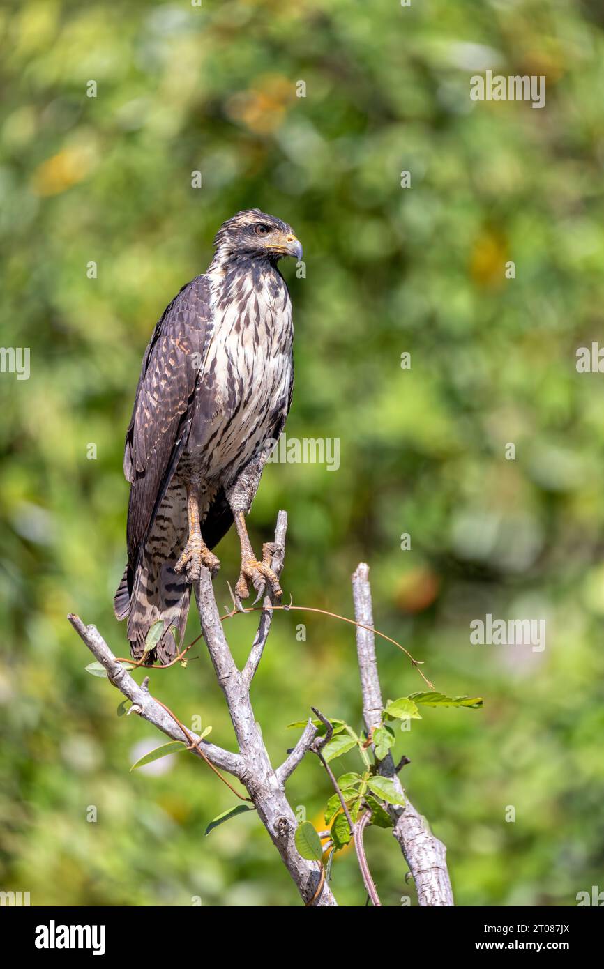 Common black hawk juvenile (Buteogallus anthracinus) is a bird of prey ...