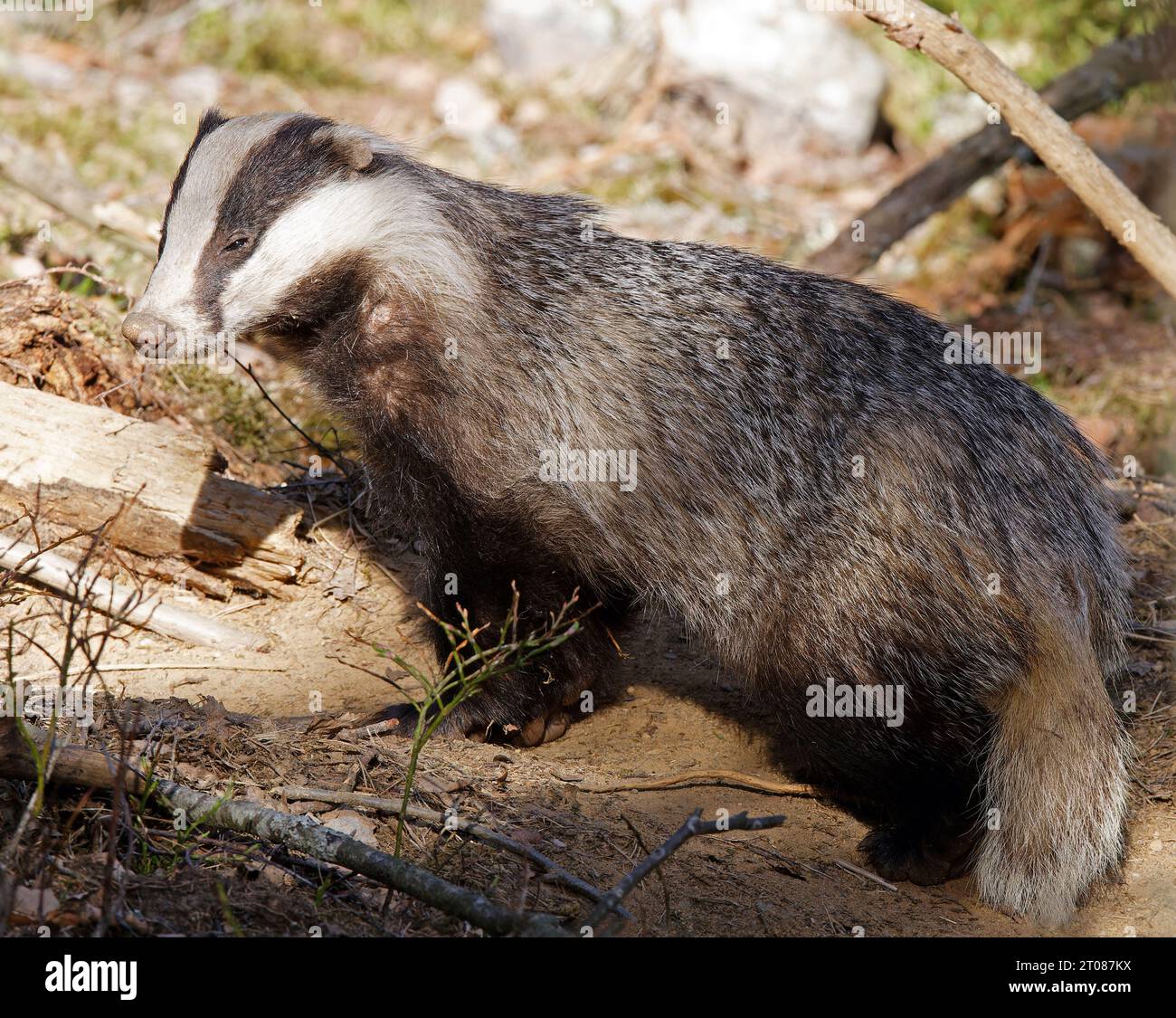 Tired badger hi-res stock photography and images - Alamy