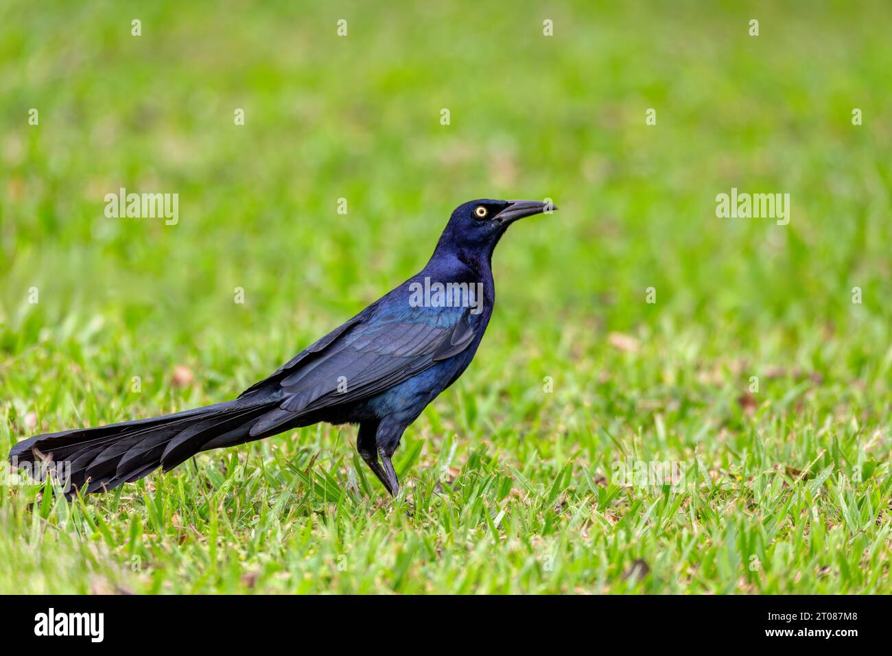 Great-tailed grackle or Mexican grackle (Quiscalus mexicanus) is a ...