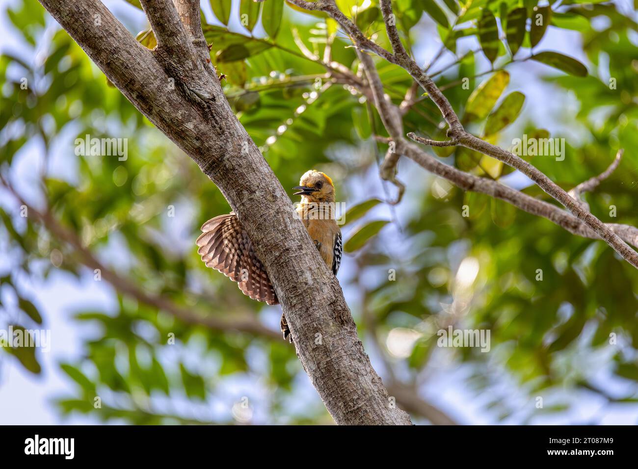 Hoffmann's woodpecker (Melanerpes hoffmannii) is a species of bird in ...