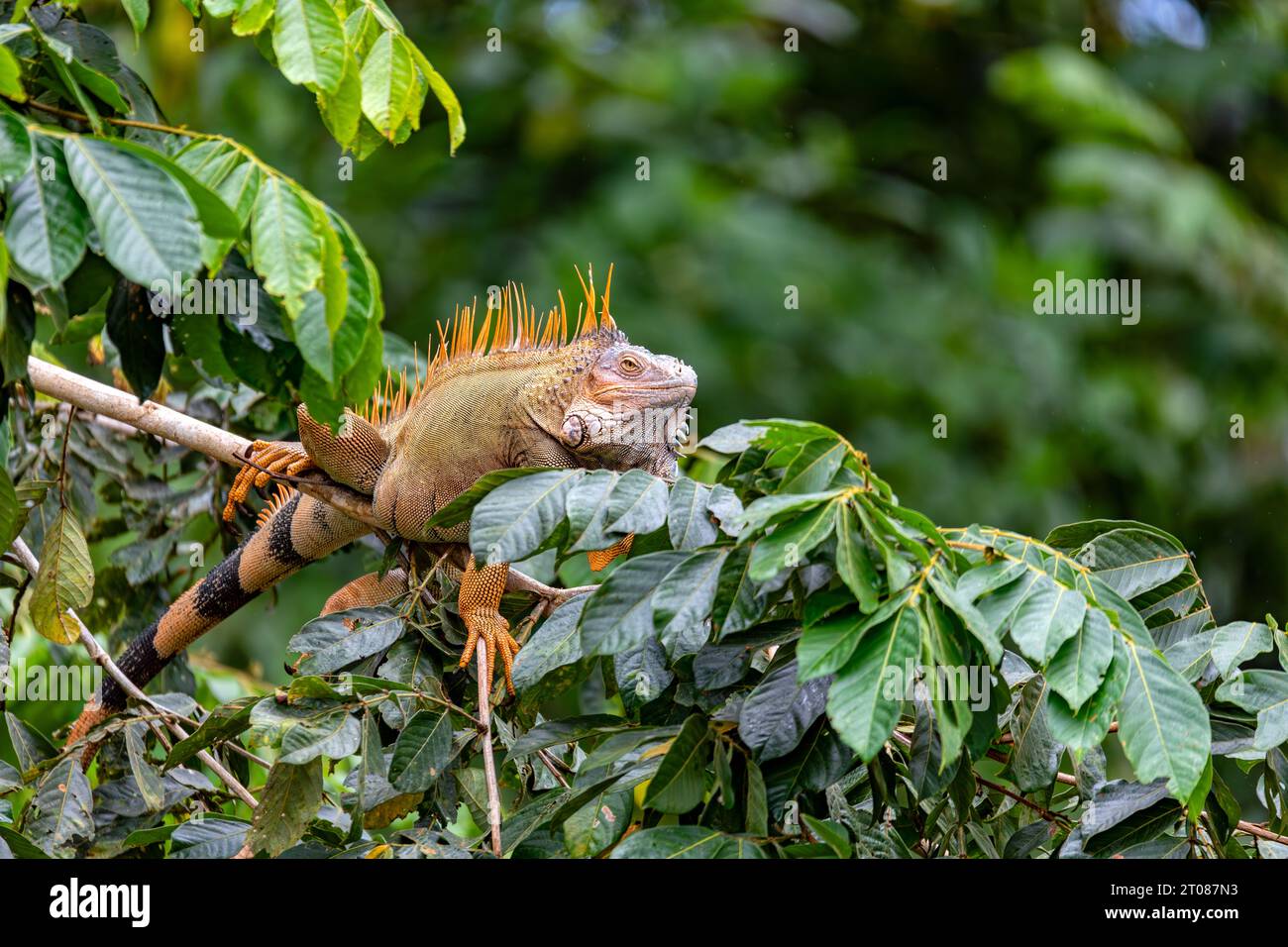 Green iguana (Iguana iguana) on tree in tropical rainforest, Refugio de ...