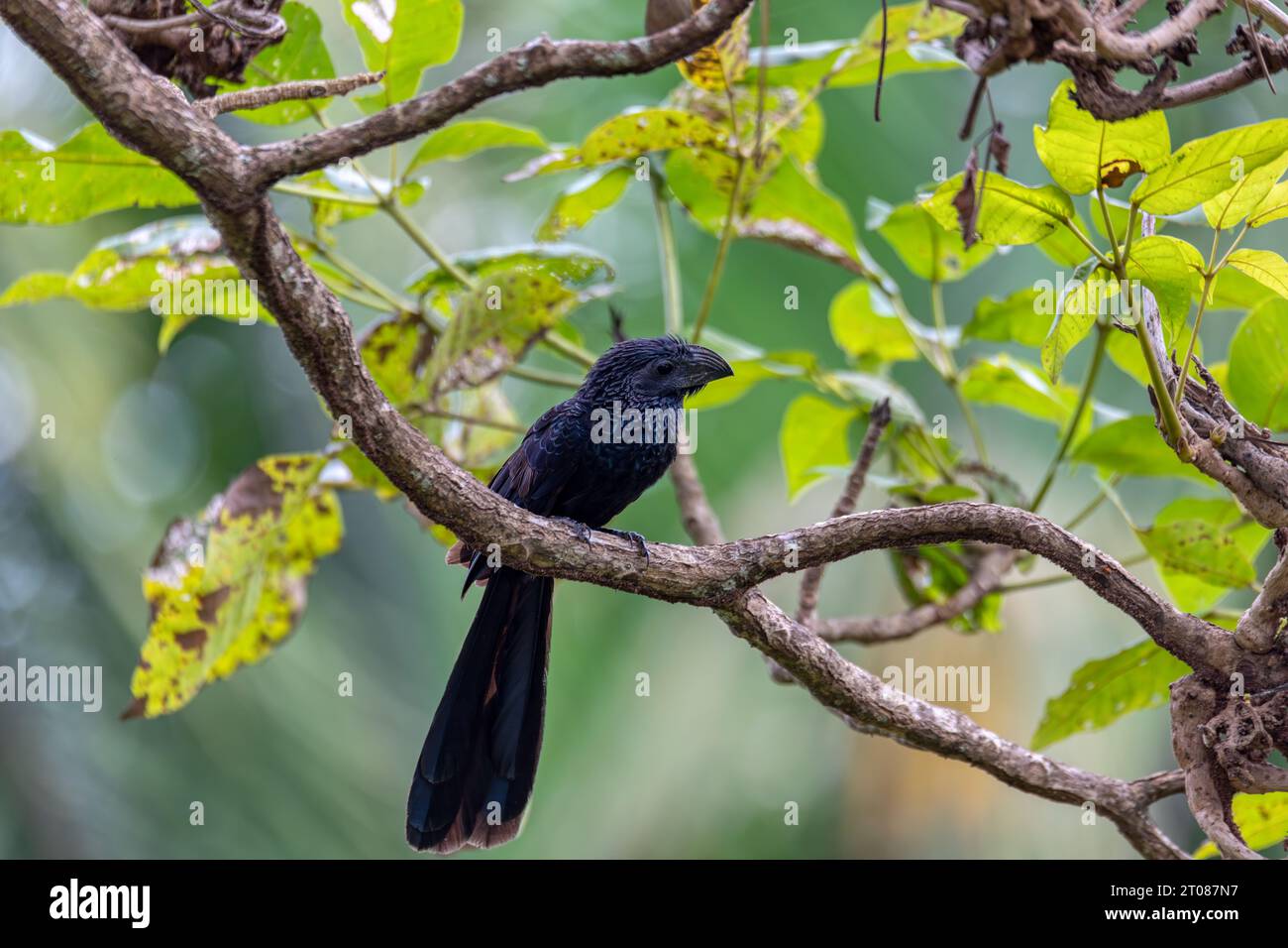 Black bird, groove-billed ani (Crotophaga sulcirostris), tropical bird ...