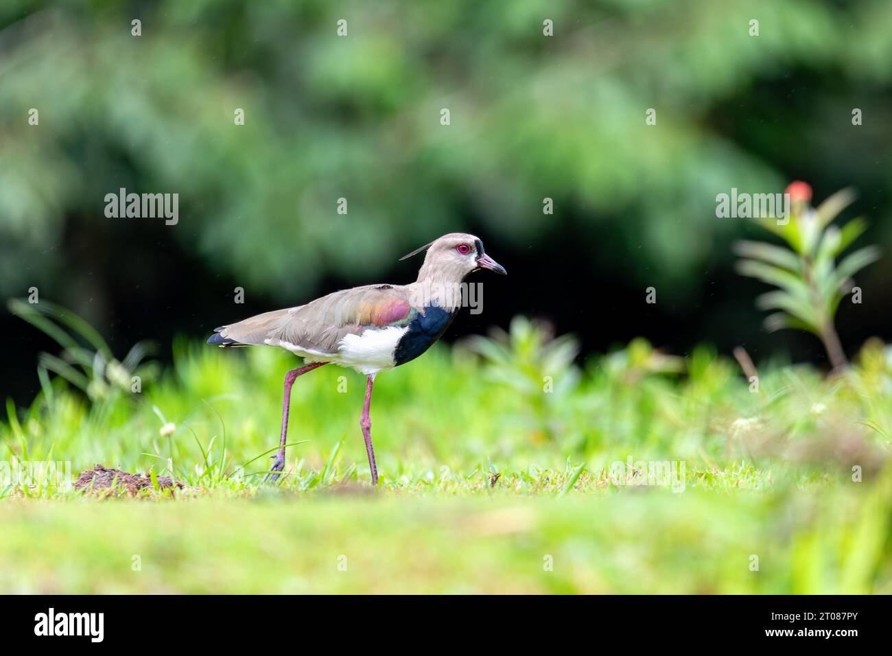 Southern Lapwing (Vanellus chilensis) - Known as quero-quero, wader ...