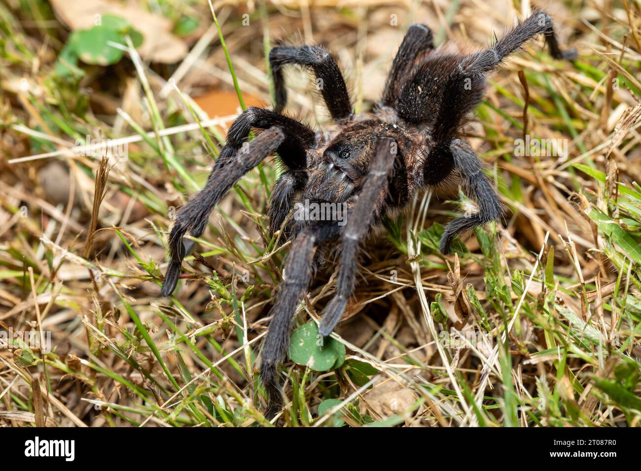 Big scary tarantula spider walking and hunting on the ground at night ...