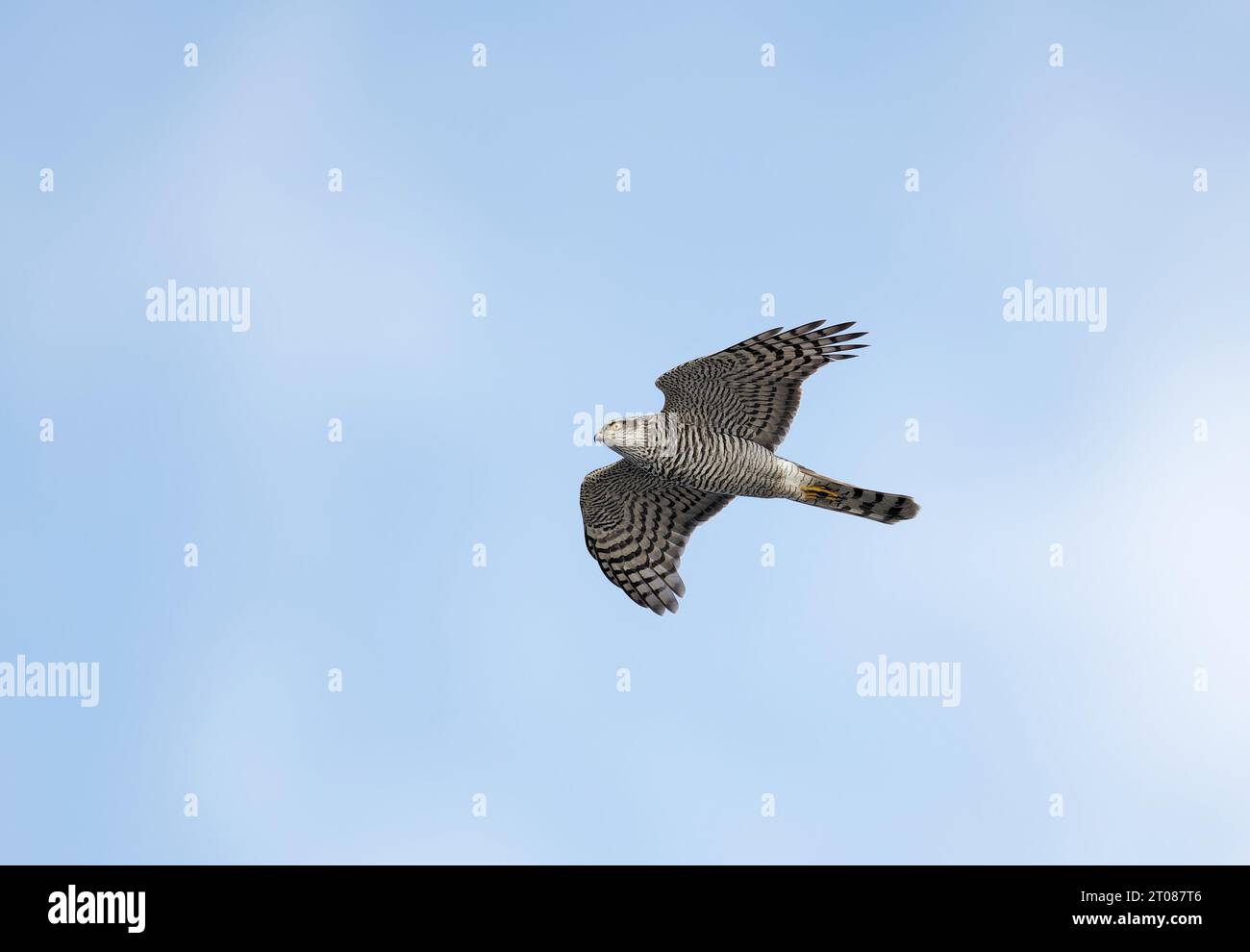 Eurasian sparrowhawk flying hi-res stock photography and images - Alamy