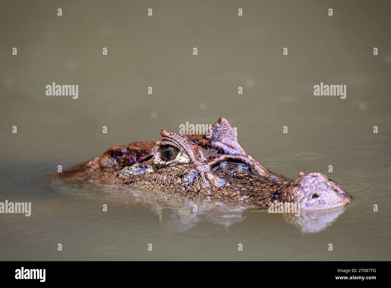 Spectacled caiman (Caiman crocodilus) or Common Caiman, crocodilian ...