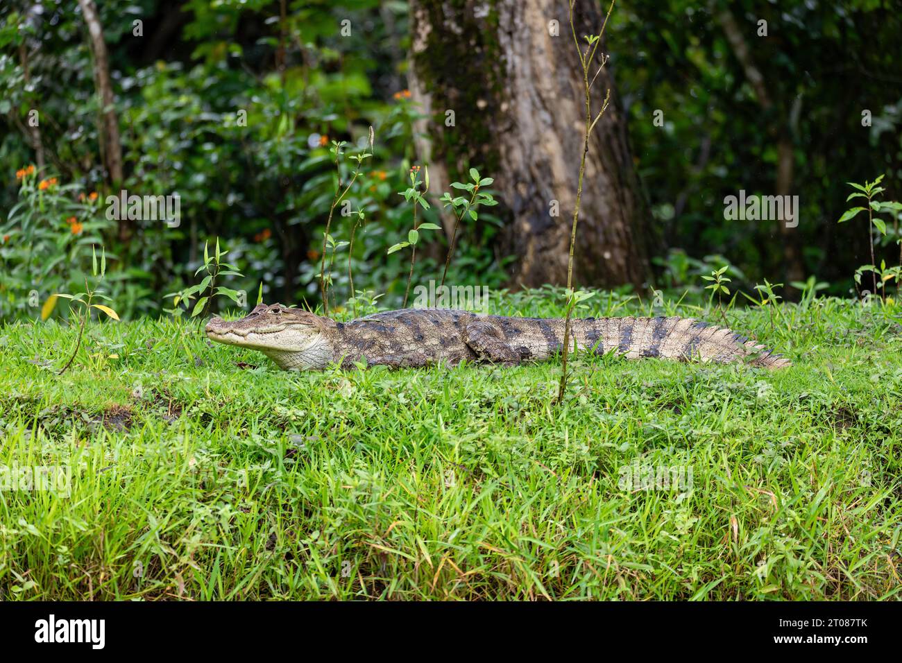 Spectacled caiman (Caiman crocodilus) or Common Caiman, crocodilian ...