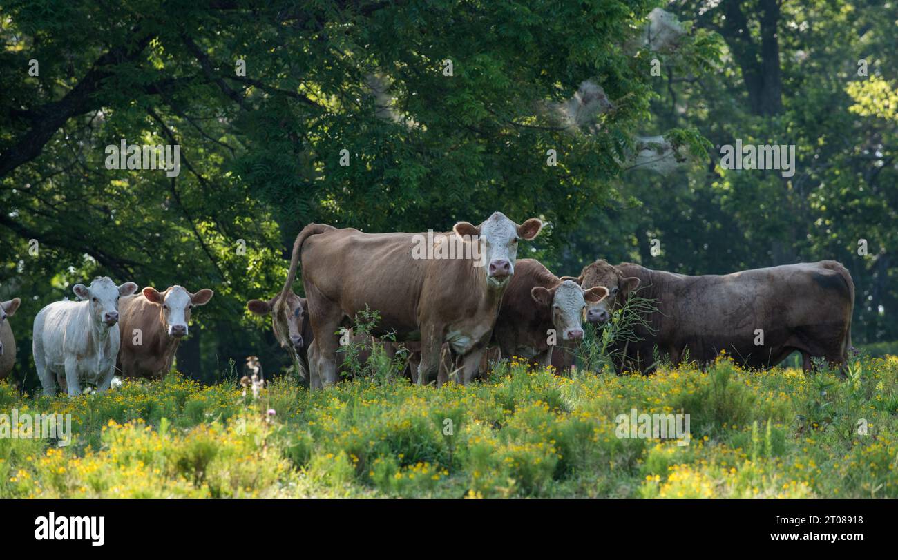 A group of cattle, cows or livestock on green tree lined pasture Stock ...