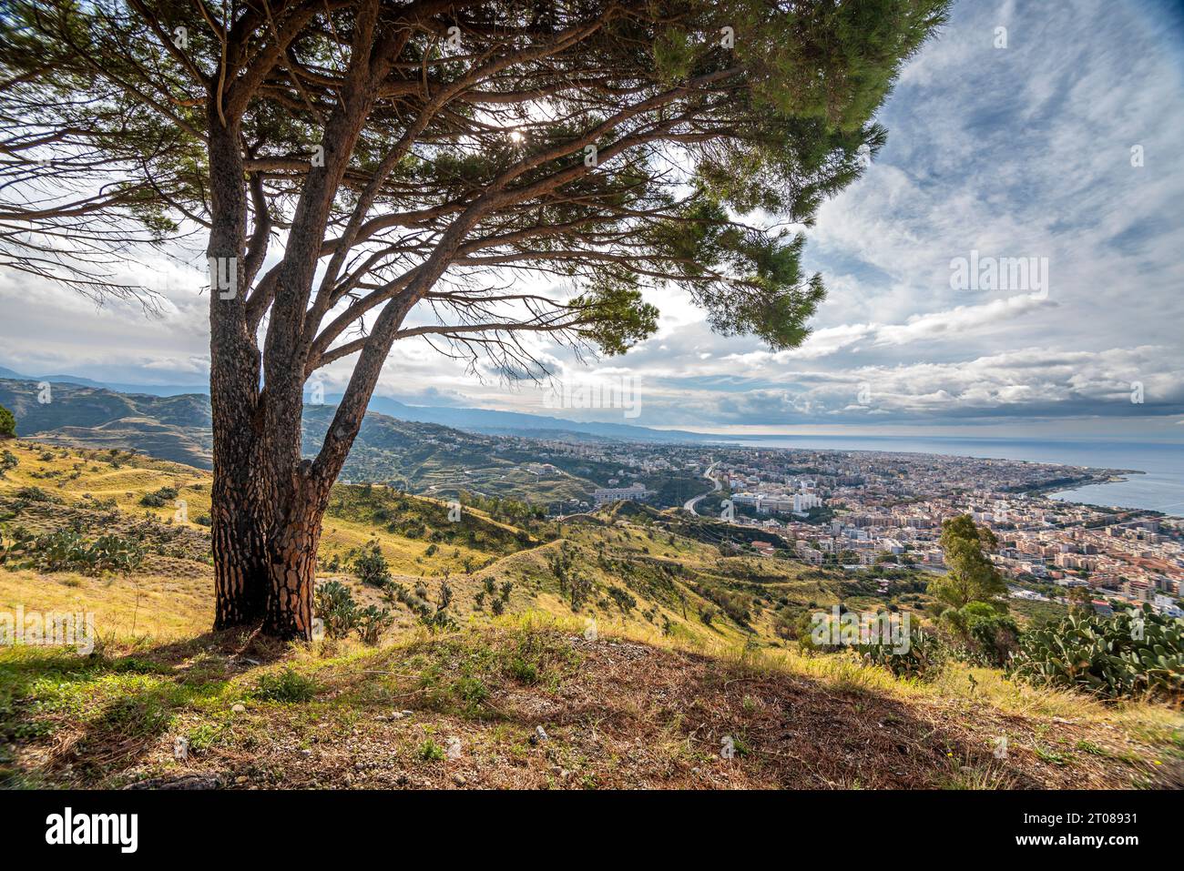 Albero in mare hi-res stock photography and images - Alamy