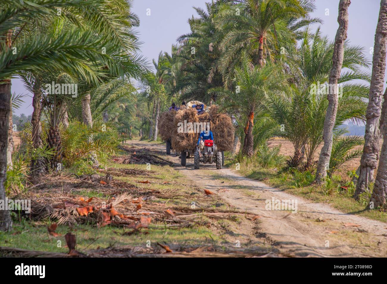 Farmers carry paddy sheaves on tractor at Jashore, Bangladesh Stock ...