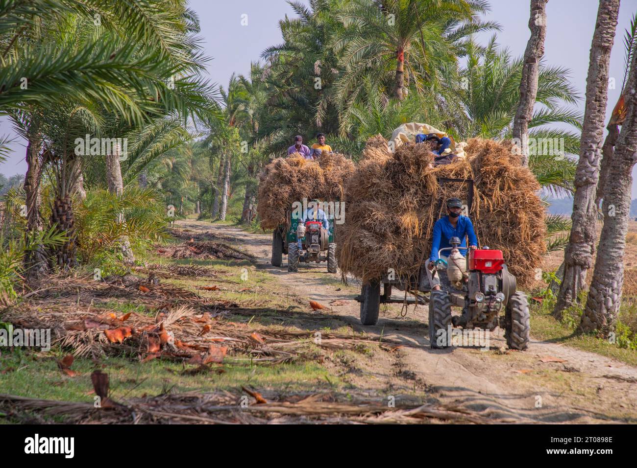 Farmers carry paddy sheaves on tractor at Jashore, Bangladesh Stock ...