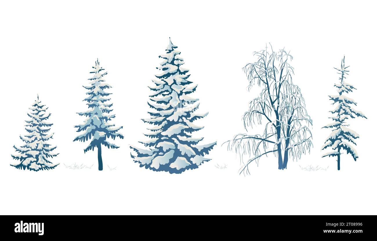 Realistic vector illustration of a spruce tree in the snow on a white ...