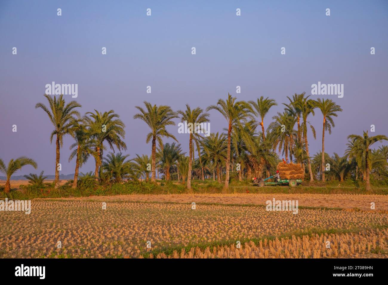 Paddy sheaves are loaded on a tractor at Jashore, Bangladesh Stock ...