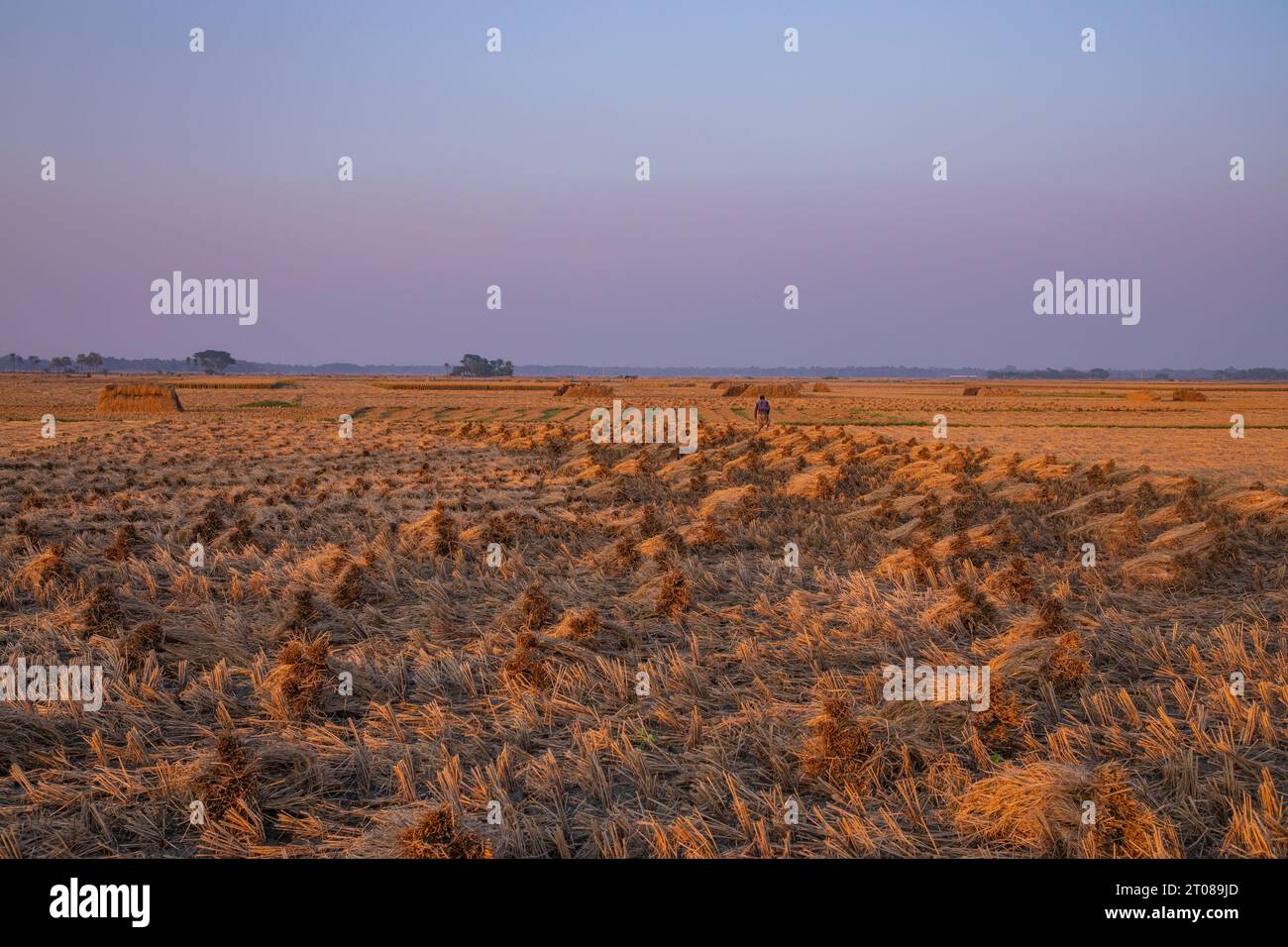Bangladesh paddy farmers hi-res stock photography and images - Alamy