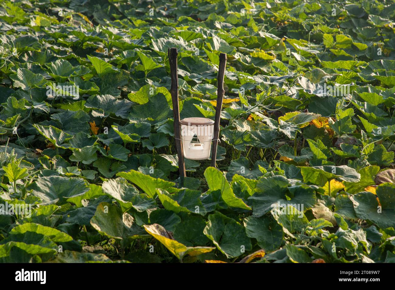 Integrated pest management system at a vegetable field at Jashore ...