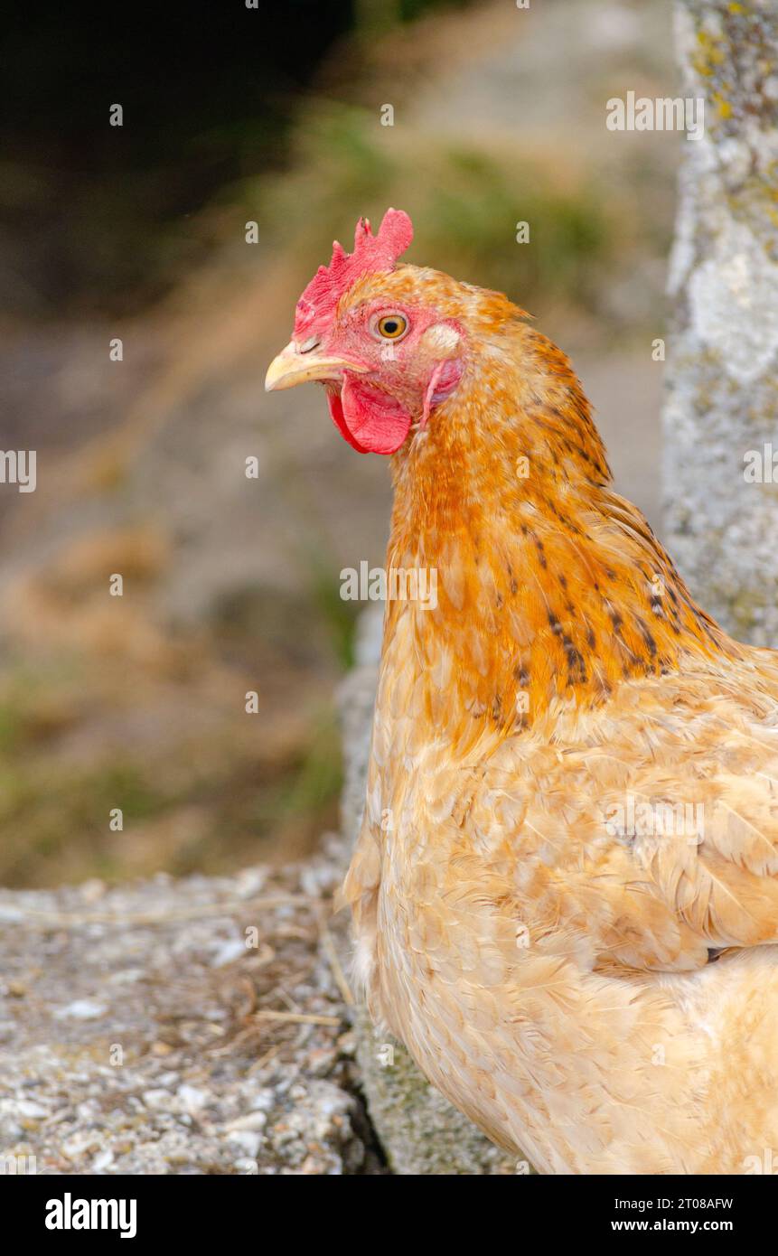 portrait of a chicken on an ecological farm Stock Photo - Alamy