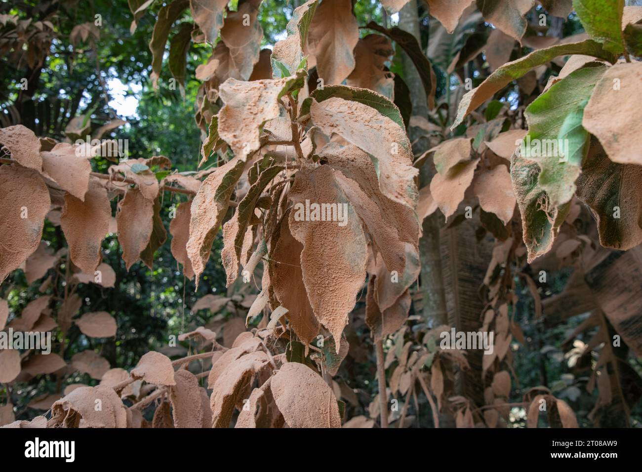 Tree leaves covered with dust beside a road at Jashore, Bangladesh ...