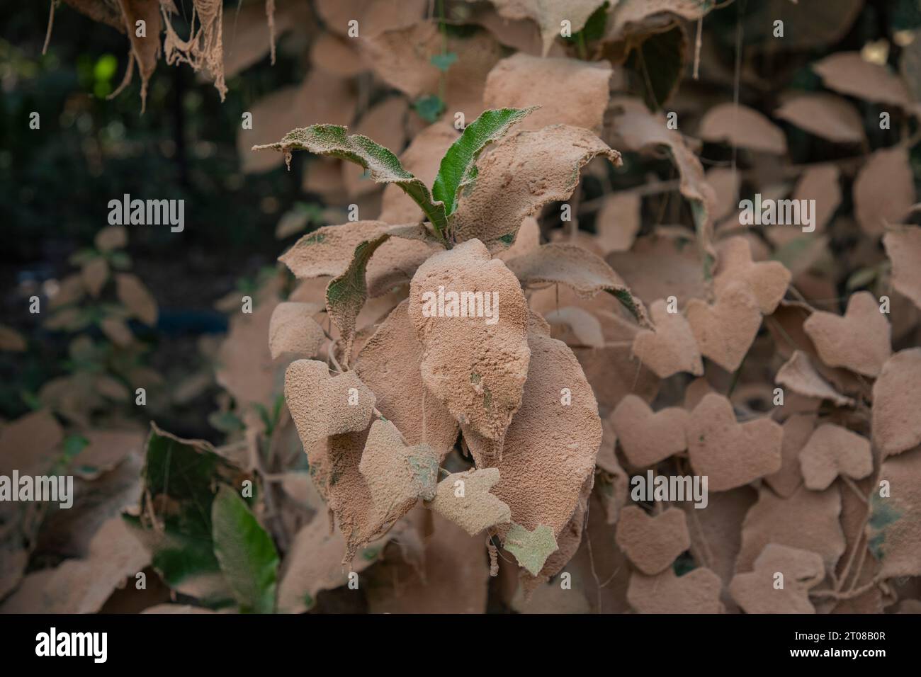 Tree leaves covered with dust beside a road at Jashore, Bangladesh ...