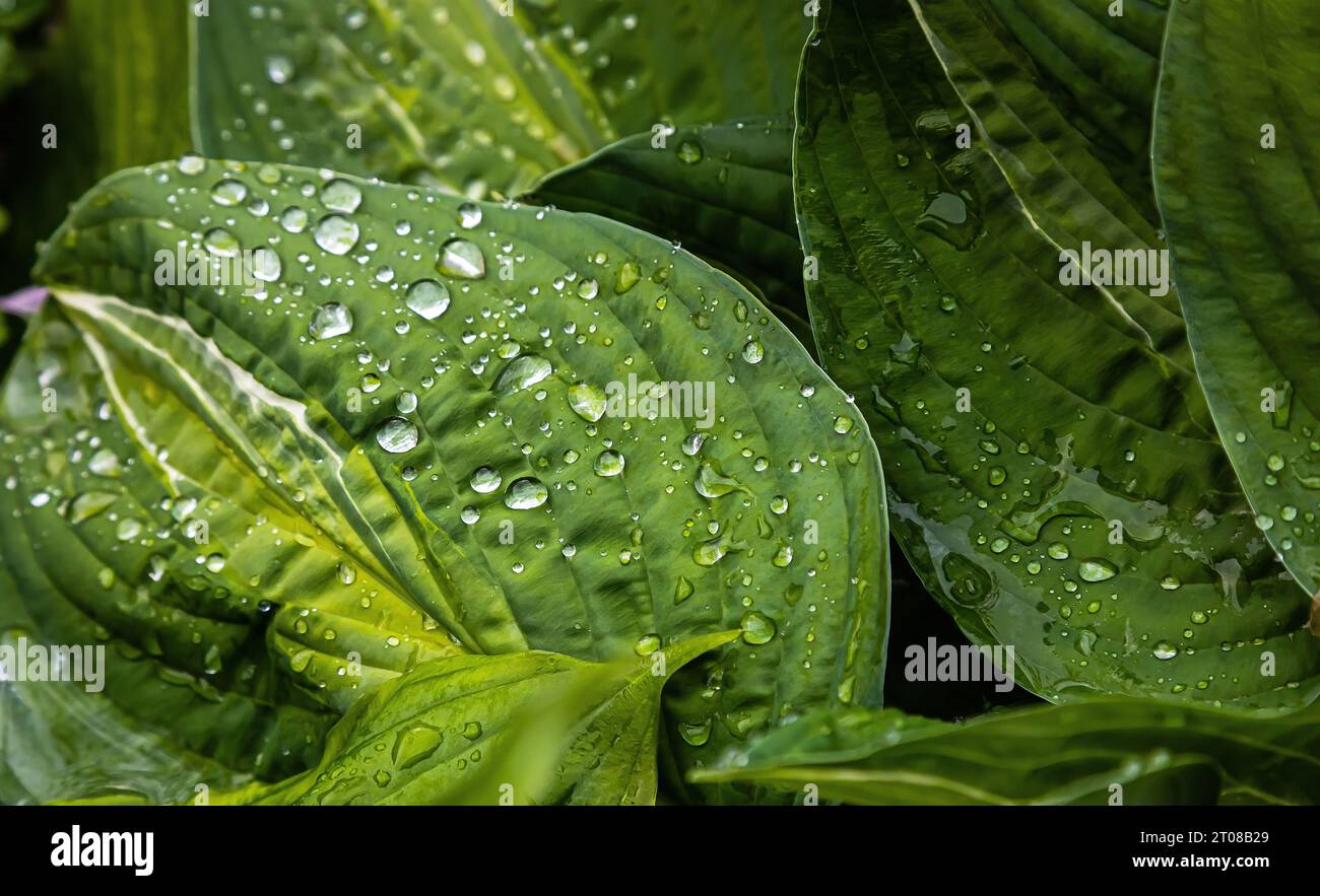Nature green leaves with raindrop background texture Stock Photo - Alamy