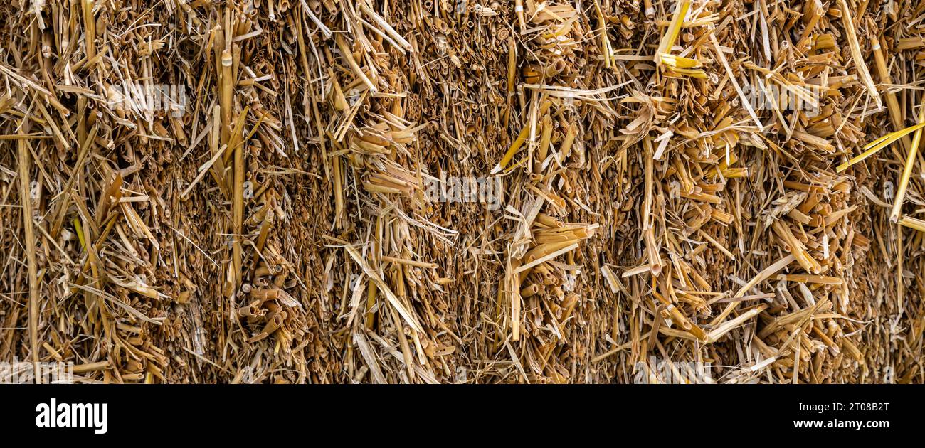 Straw surface. Dry stems of cereal plants background. Dry cereal stalks ...