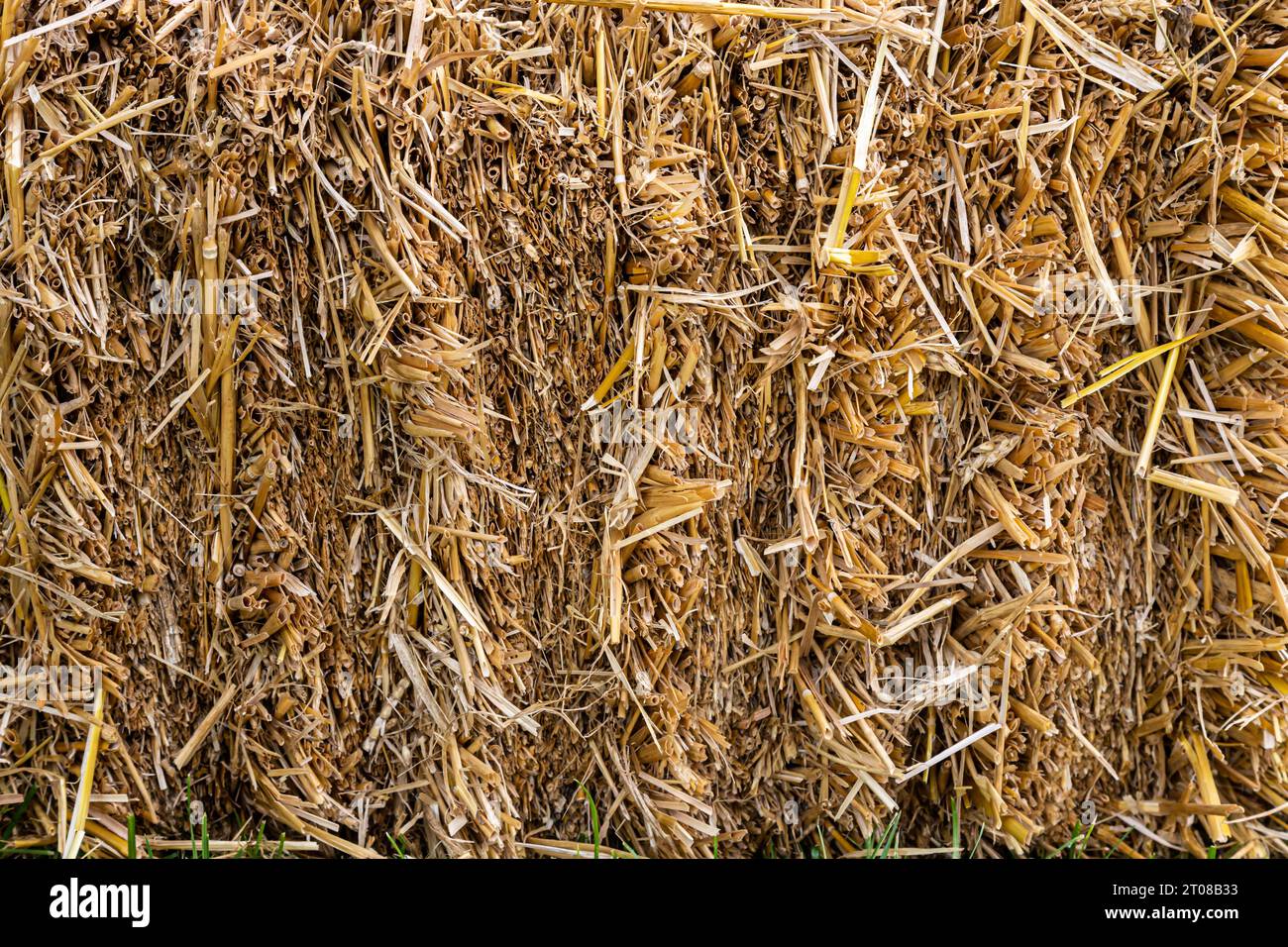 Straw surface. Dry stems of cereal plants background. Dry cereal stalks ...