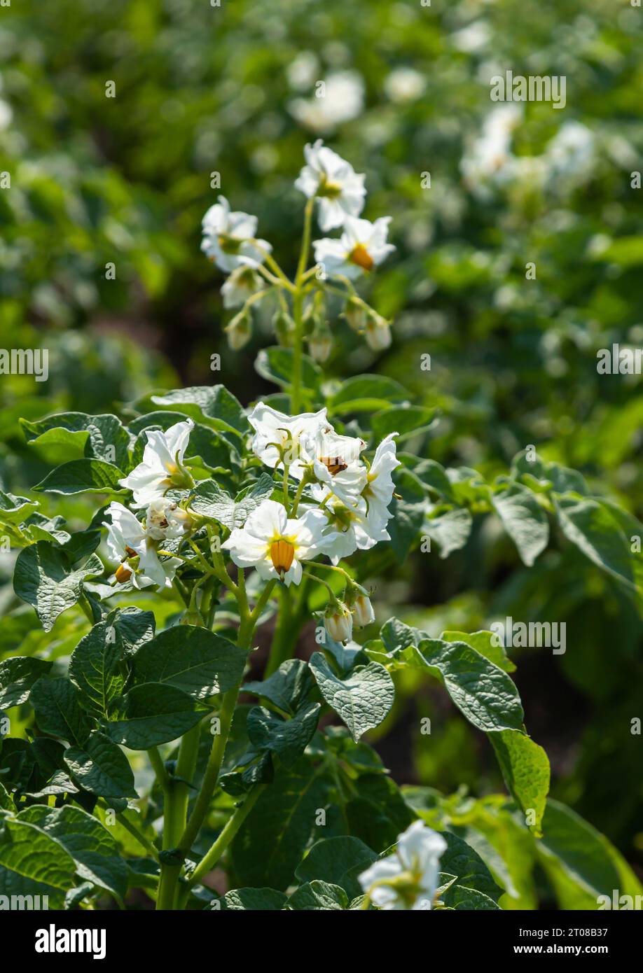 Flowering of growing potatoes. Large white potato flower with fresh ...