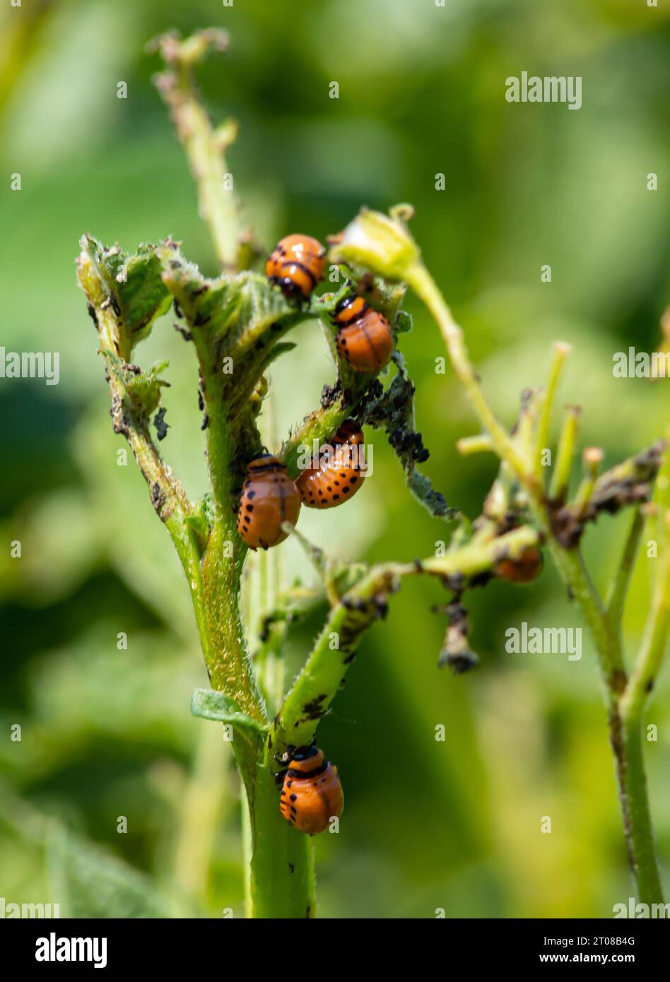 Colorado potato beetle and red larva crawling and eating potato leaves ...