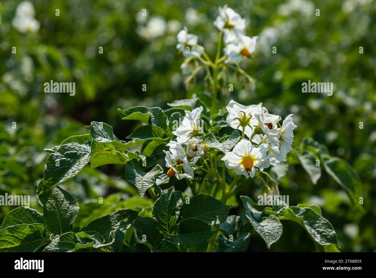 Flowering of growing potatoes. Large white potato flower with fresh ...