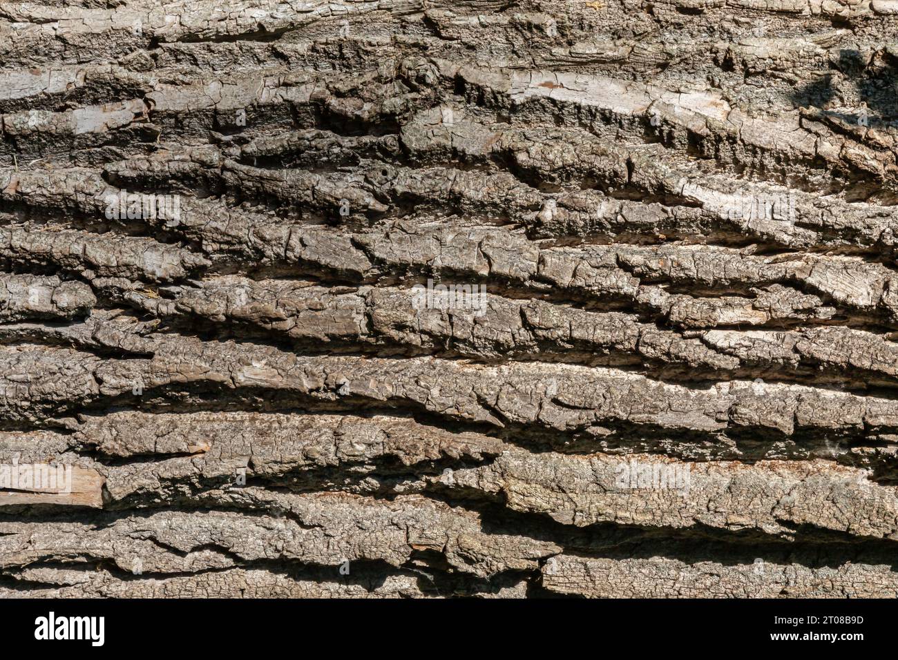 Closeup texture of tree bark. Pattern of natural tree bark background ...