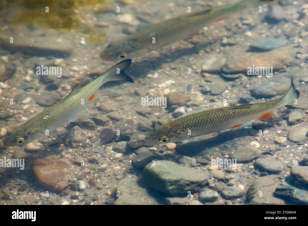 a flock of fish swims in the water of the lake on the shoal Stock Photo ...