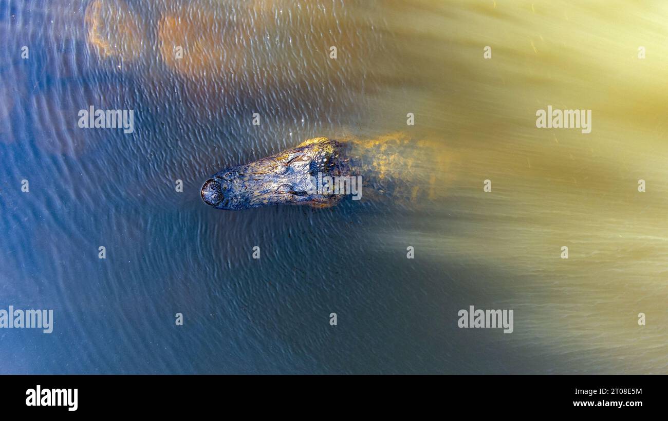 Aerial view of an American Alligator in Daphne, Alabama Stock Photo - Alamy