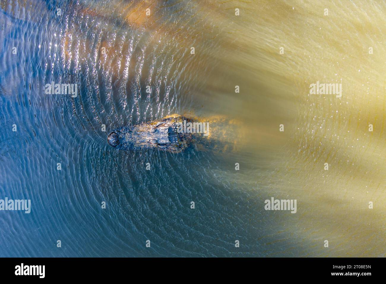 Aerial view of an American Alligator in Daphne, Alabama Stock Photo - Alamy