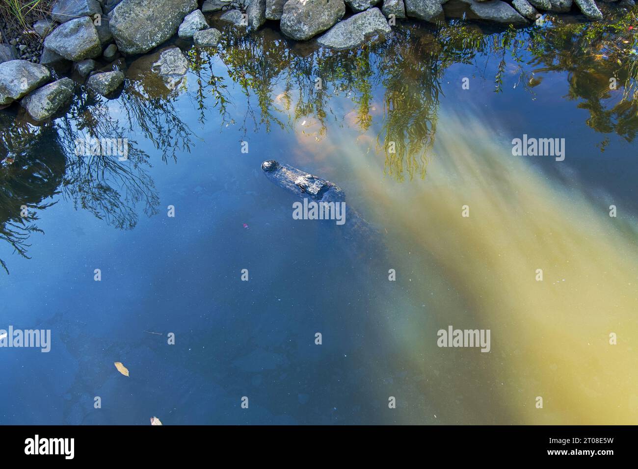 Aerial view of an American Alligator in Daphne, Alabama Stock Photo - Alamy