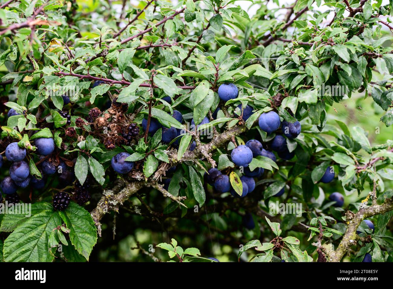 Around the UK - Blackthorn (Prunus spinosa) Plants growing in the ...