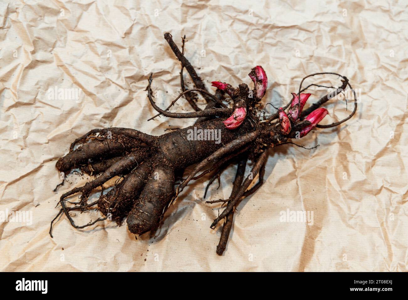 Planting peony bartzella roots into the ground Stock Photo - Alamy