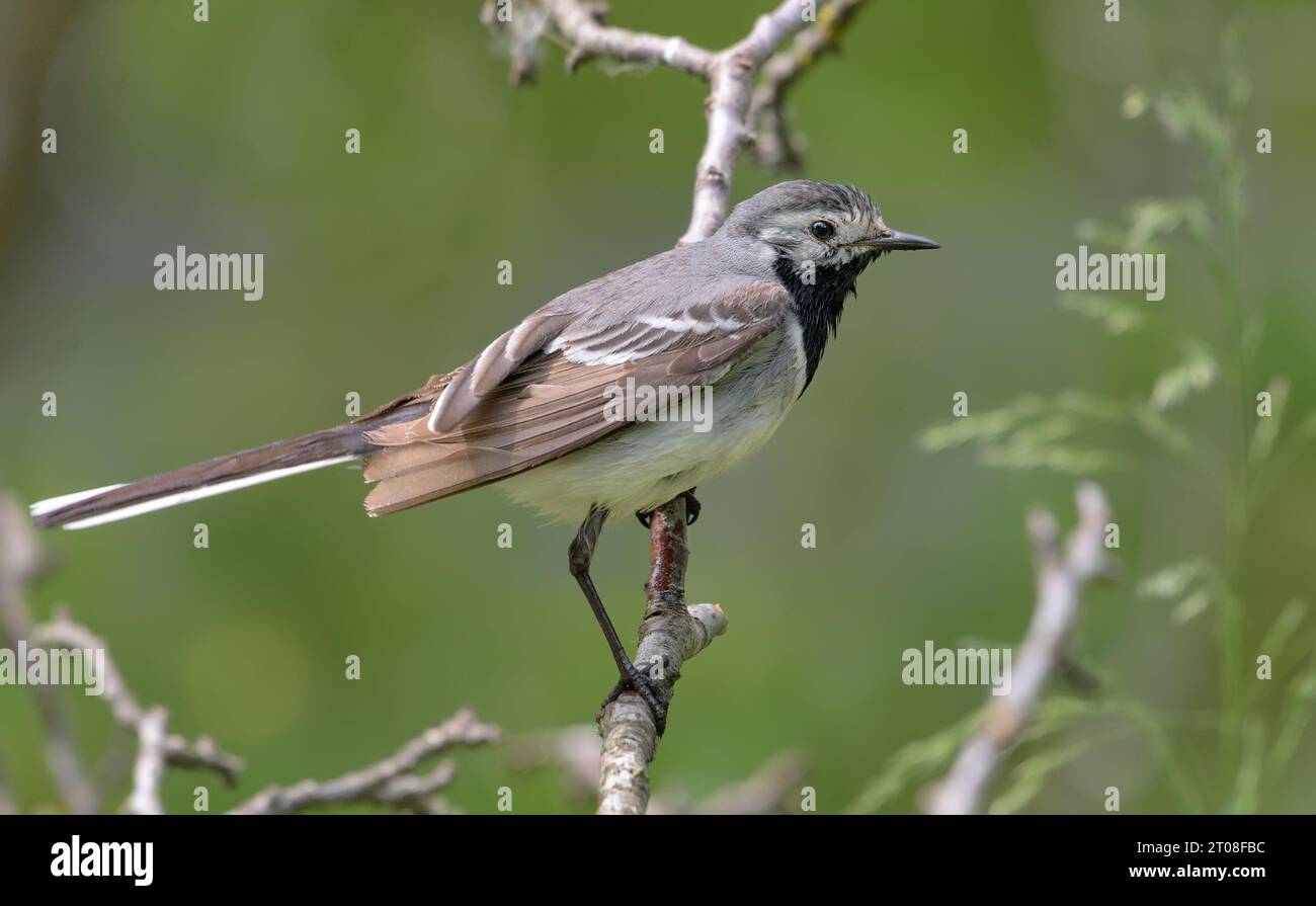 Female pied wagtail hi-res stock photography and images - Alamy