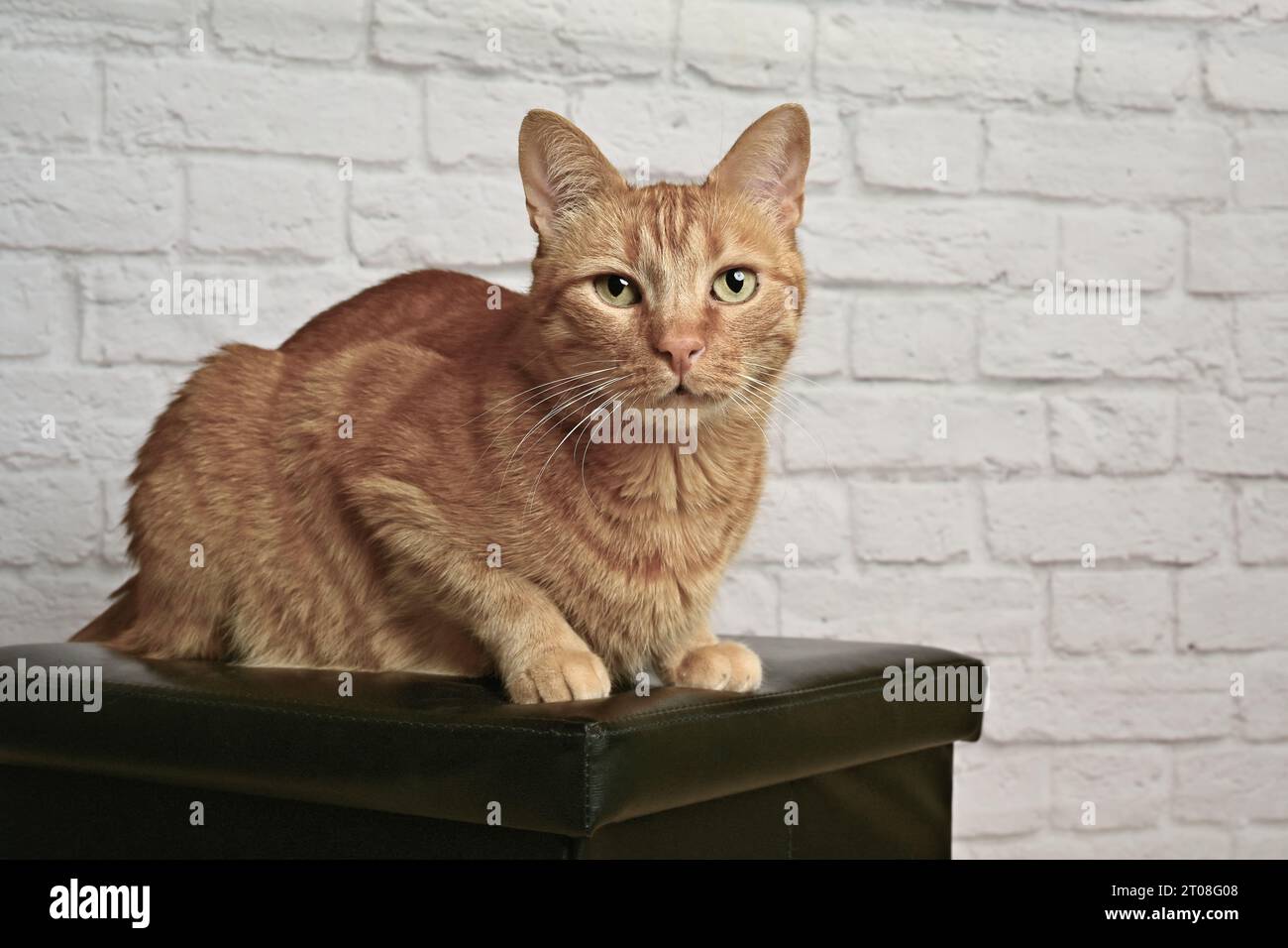 Cute red cat sitting on a stool and looking cuious at camera ...
