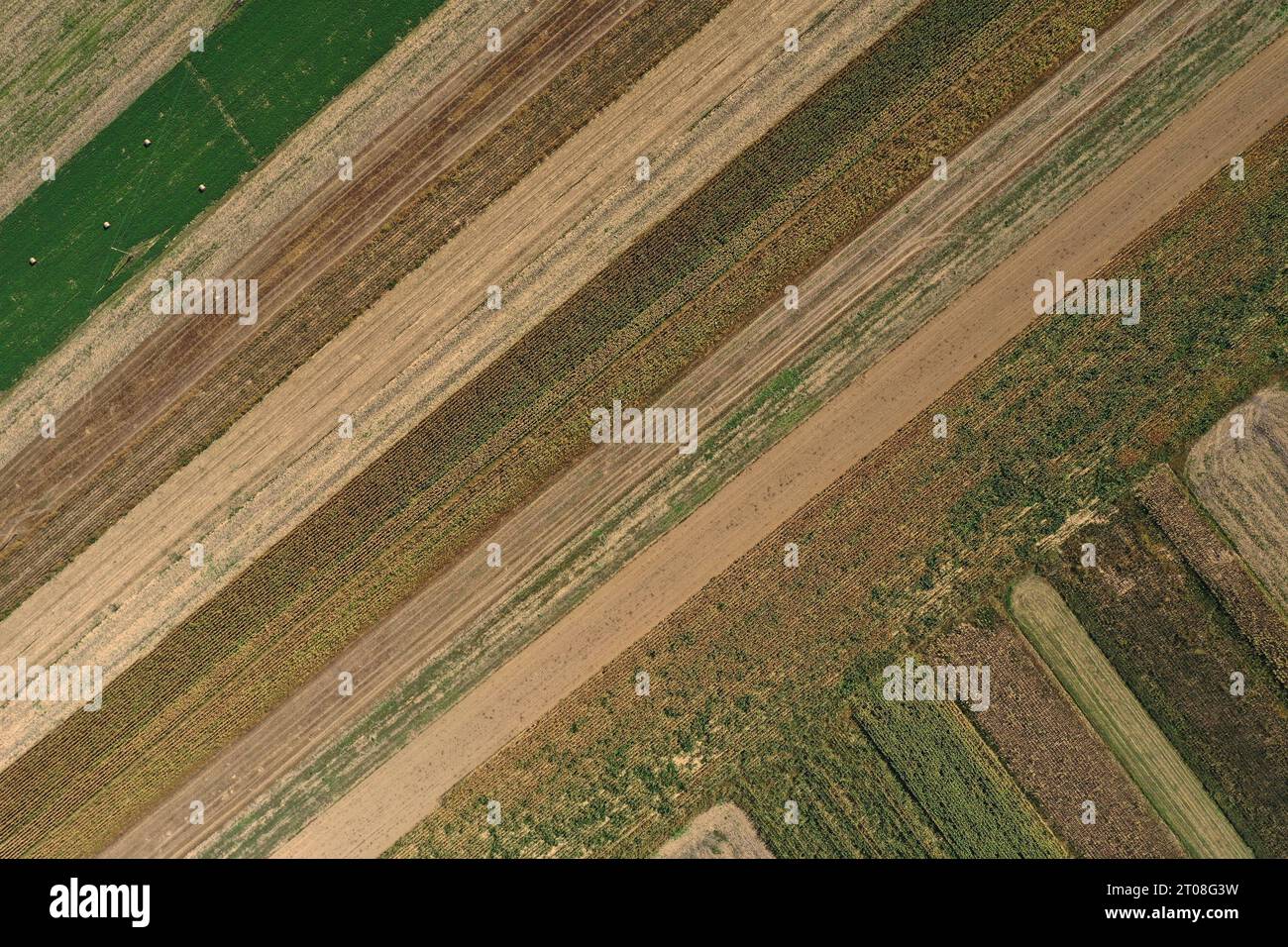 Aerial view of a hay field, wheat field. Beautiful agriculture ...