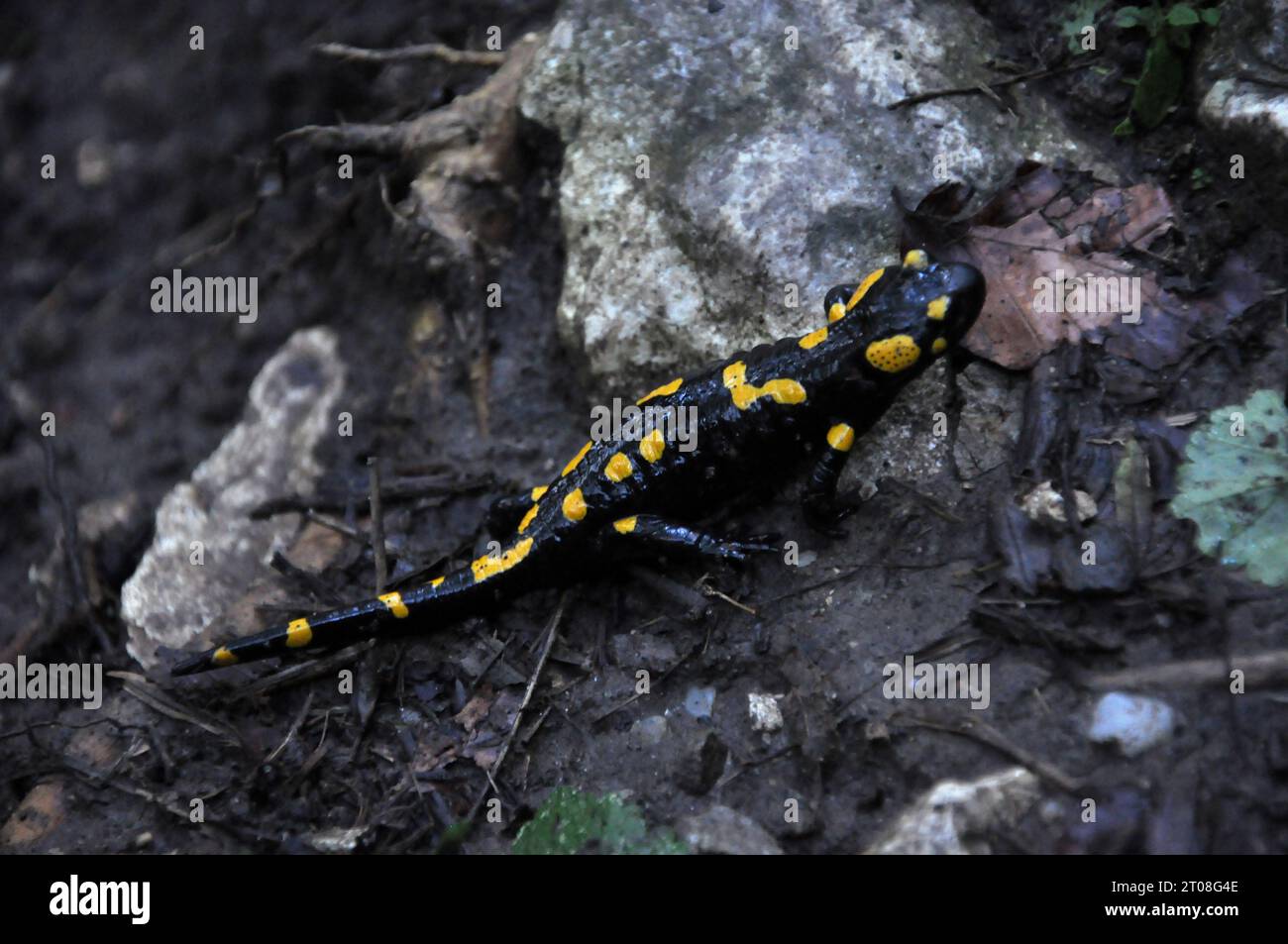 Salamander amphibian in the forest in natural habitat Stock Photo - Alamy