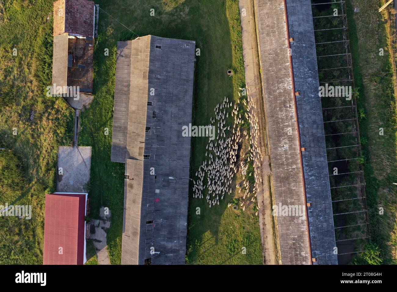 Aerial view of sheep farming. Herd of sheep grazing near farm buildings by drone Stock Photo - Alamy