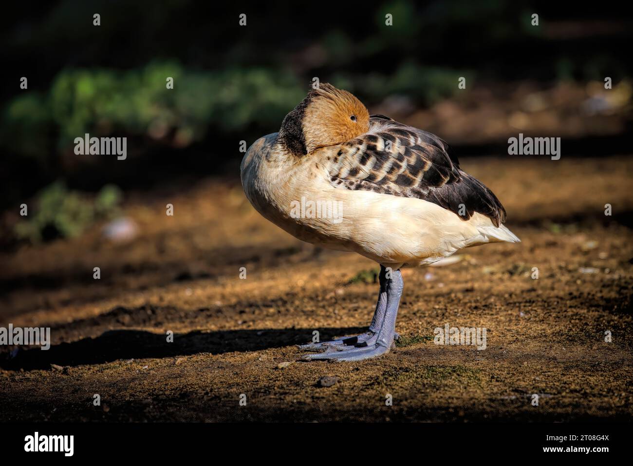 A scenic view of a duck pecking on its feathers Stock Photo - Alamy