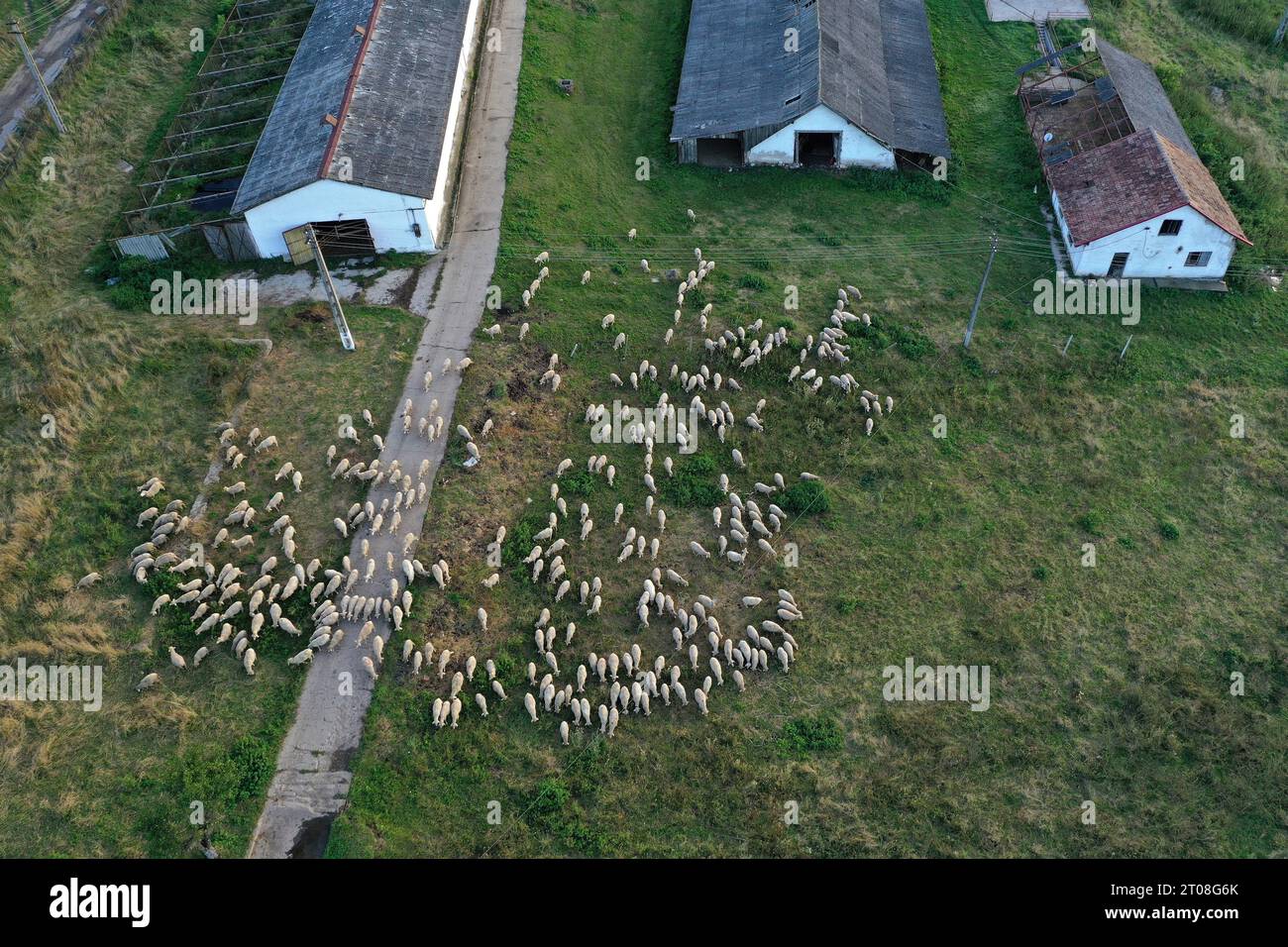 Aerial view of sheep farming. Herd of sheep grazing near farm buildings by drone Stock Photo - Alamy