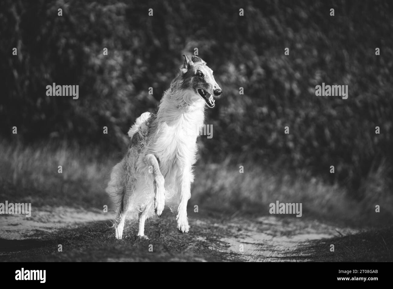 Russian Dog, Borzoi Dog Playfully Jumping On Walk. Fast Russian Hunting ...