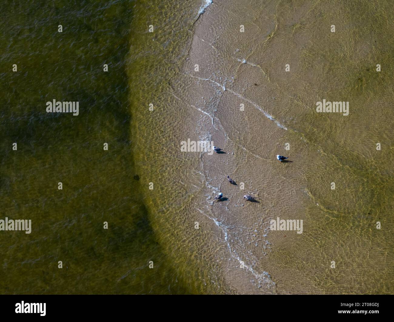 A top view of seagulls on a sandbar, during low tide on a sunny day ...