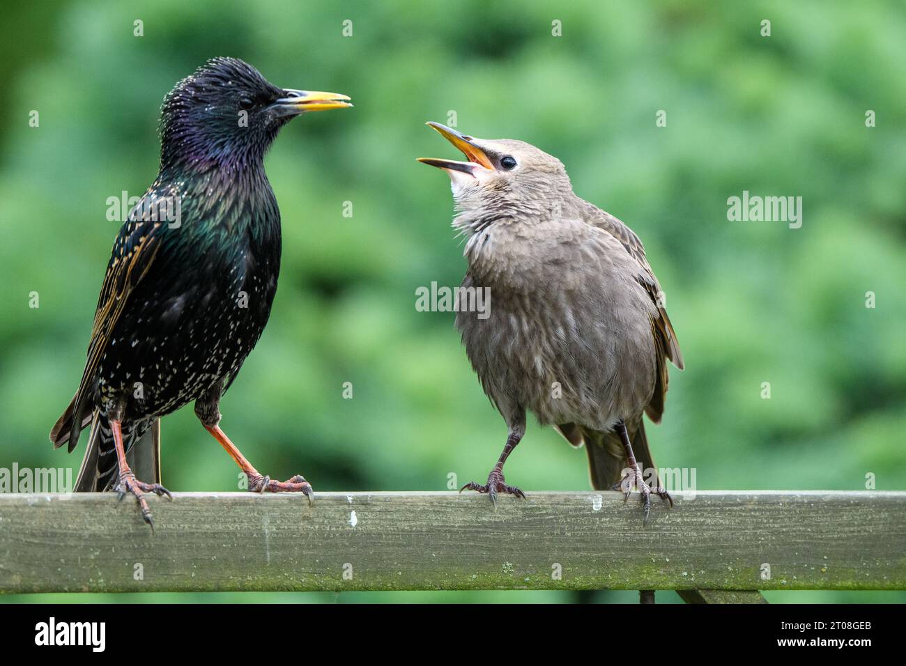 Sturnus vulgaris flapping hi-res stock photography and images - Alamy