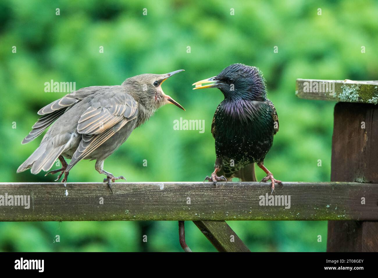 Adult Starling (Sturnus vulgaris) feeding fledgling Stock Photo - Alamy