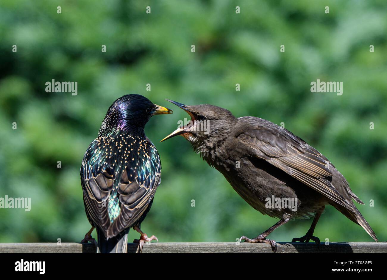 Sturnus vulgaris flapping hi-res stock photography and images - Alamy