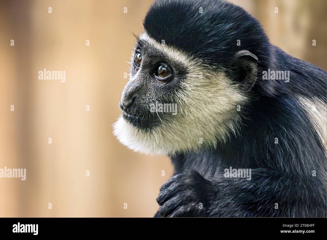 A monkey with a black fur coat and light gray chest gazes off into the ...